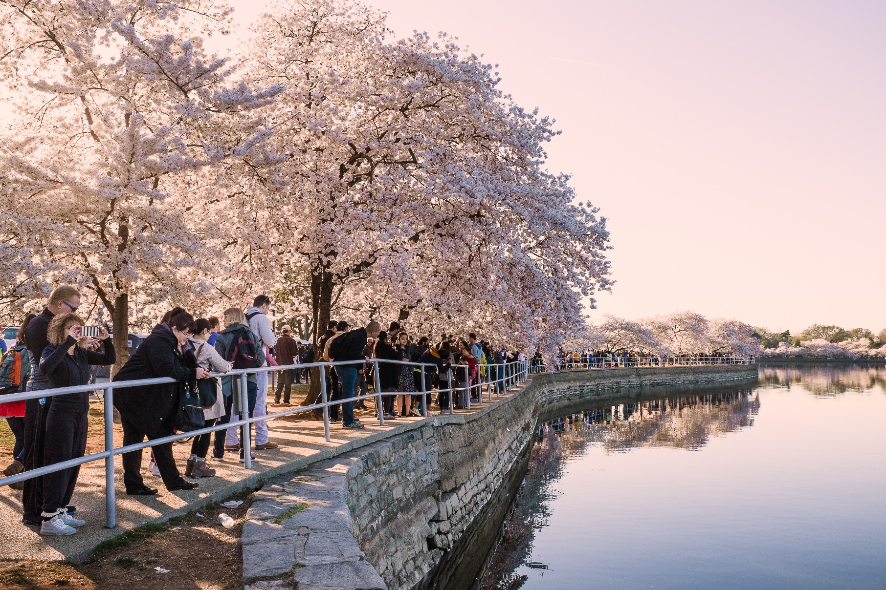In Bloom: A Photographic Celebration of the National Cherry Blossom ...
